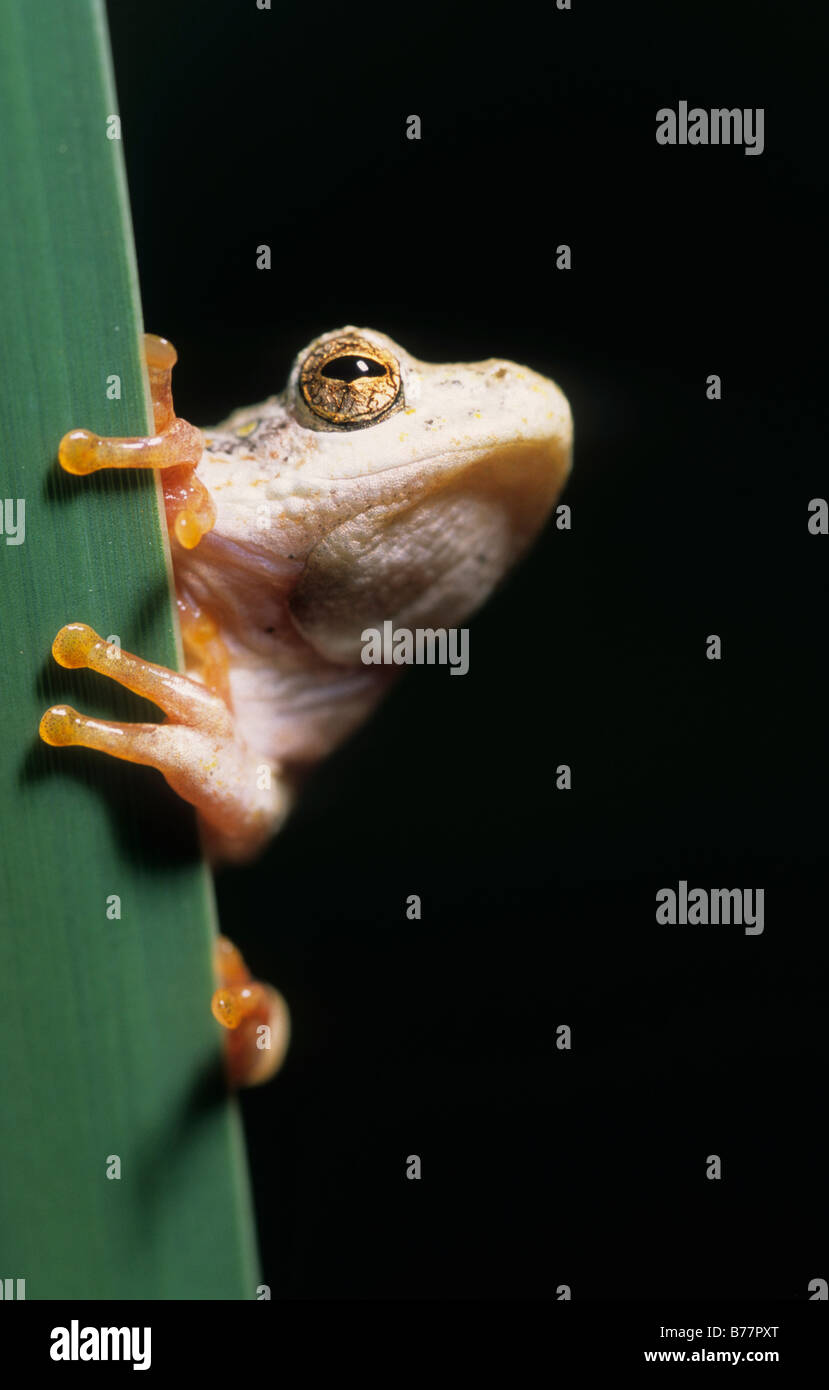 Spotted reed frog hi-res stock photography and images - Alamy