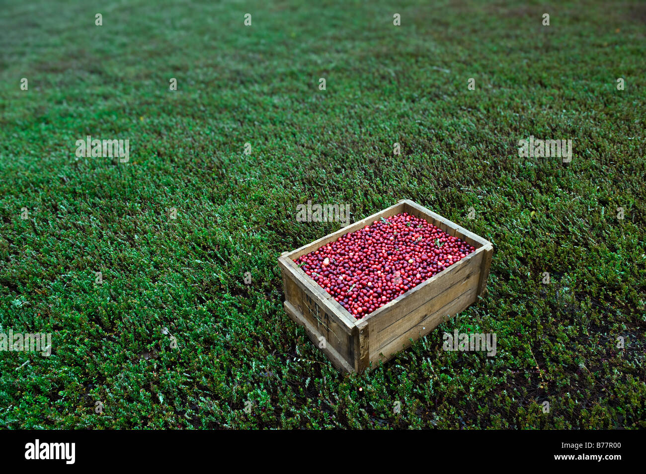 Box of fresh picked cranberries sitting in a dry cranberry bog Stock ...