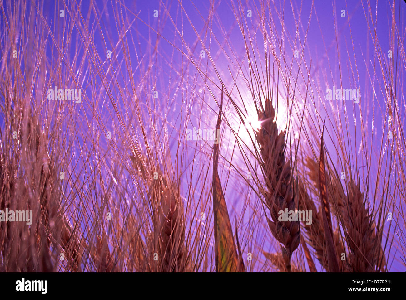 Yuma agriculture hi-res stock photography and images - Alamy
