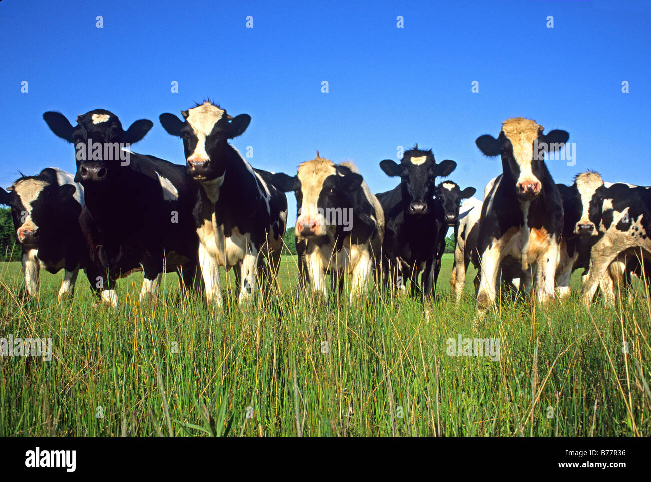 Wisconsin farm animals hi-res stock photography and images - Alamy