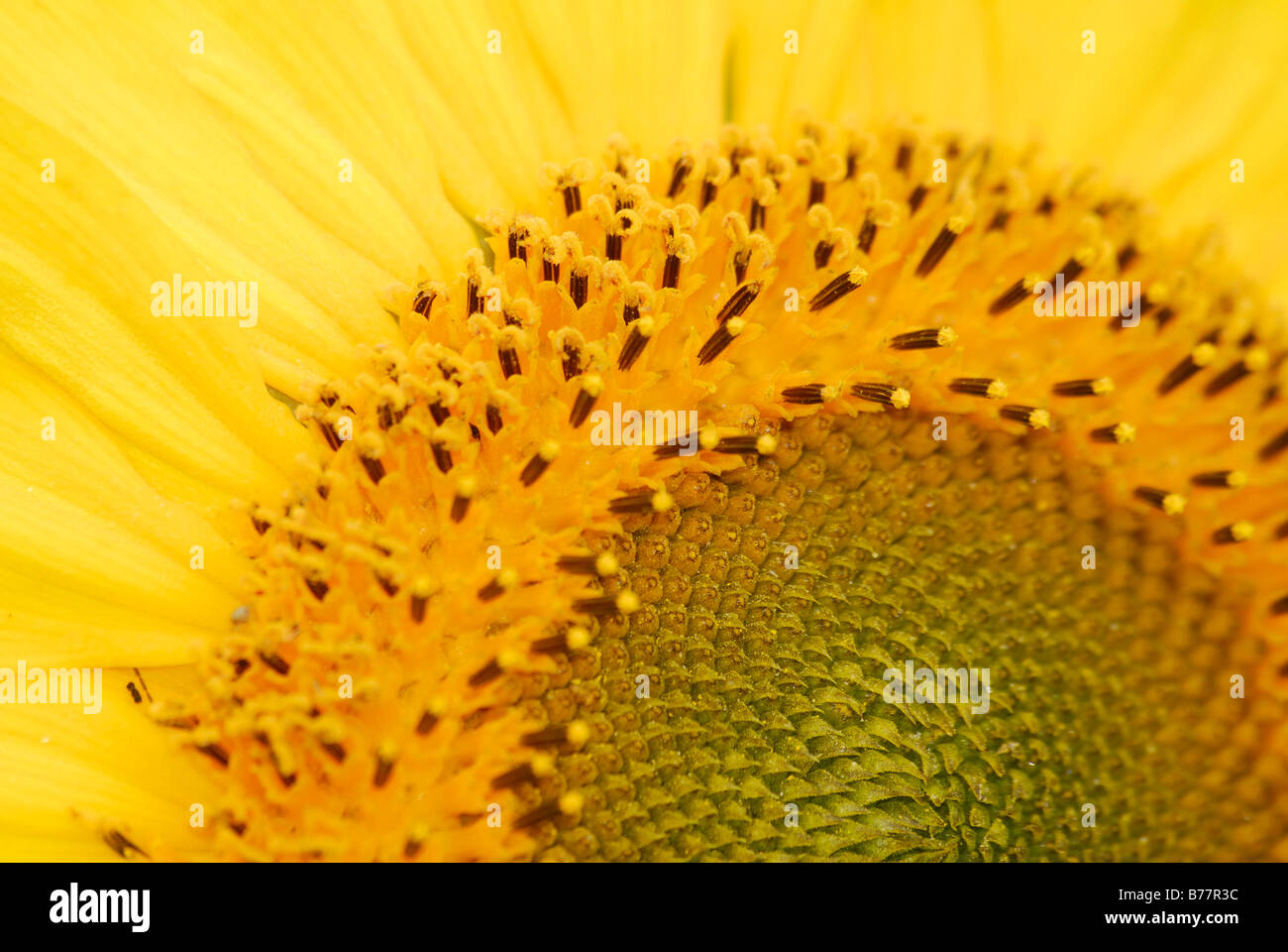 Sunflower (Helianthus annuus), detail Stock Photo - Alamy