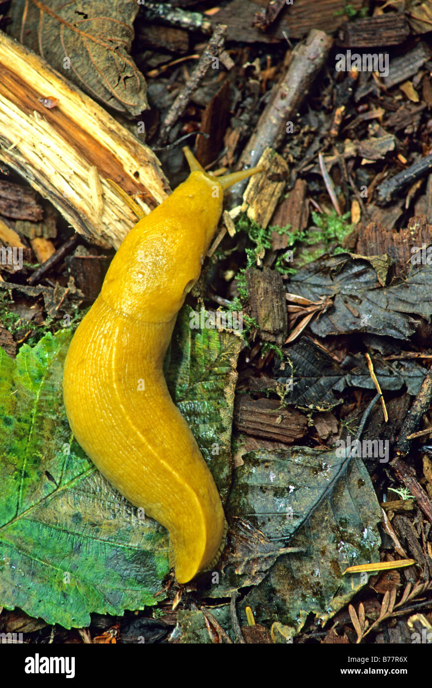 Banana slug crawling on forest floor,Prairie Creek Redwoods State Park ...