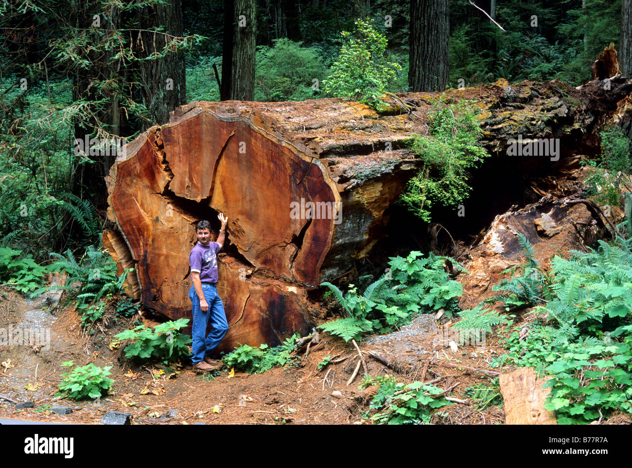 Man posing at fallen fresh cut huge redwood tree Prairie Creek Redwoods ...