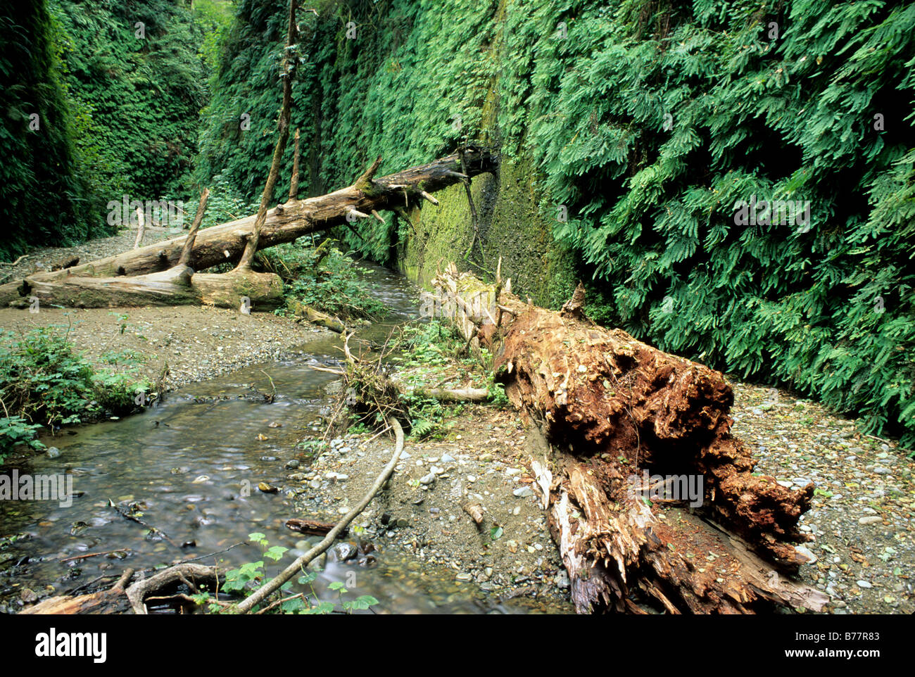 Fern Canyon in Prairie Creek Redwoods State Park California Stock Photo ...