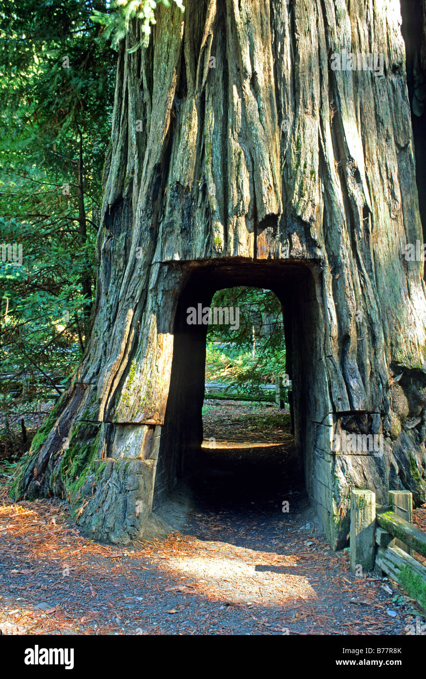 tunnel through tree Humboldt Redwoods State Park California Stock Photo ...