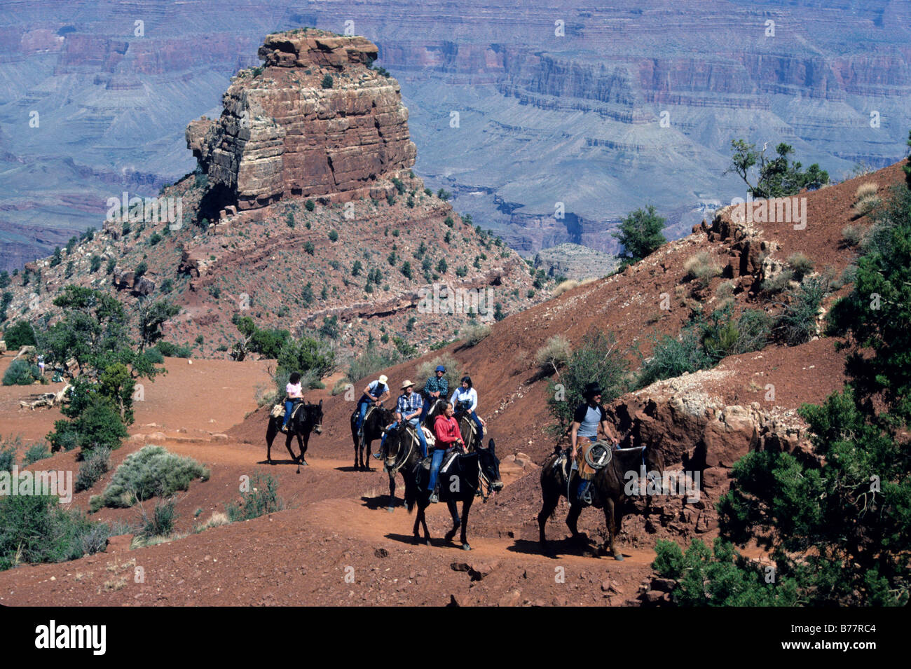 Burro train Bright Angel Trail South Rim Grand Canyon National Park ...