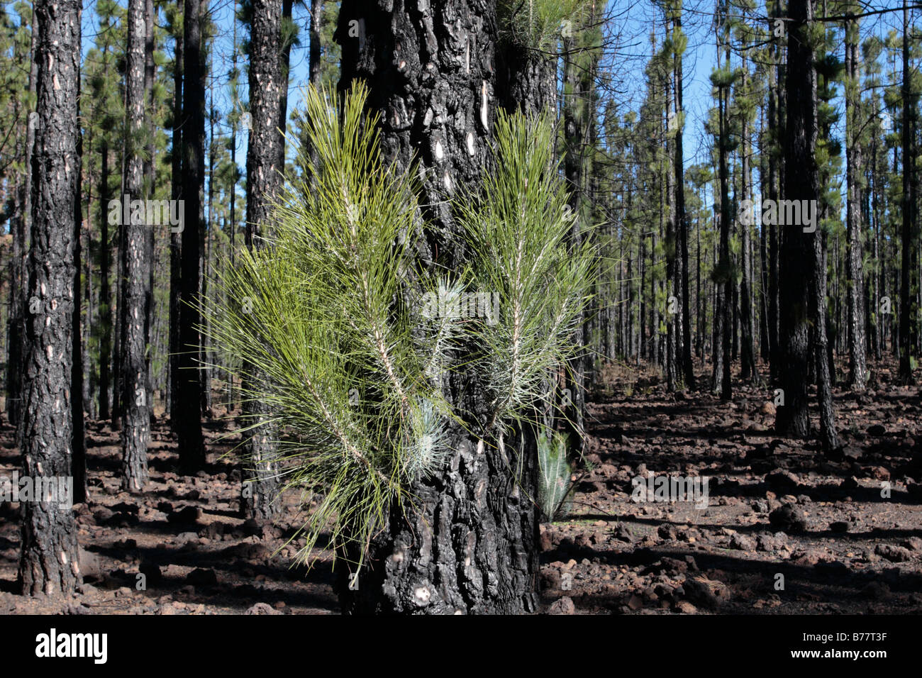 New growth on fire damaged pine trees in the Corona Forestal forest ...