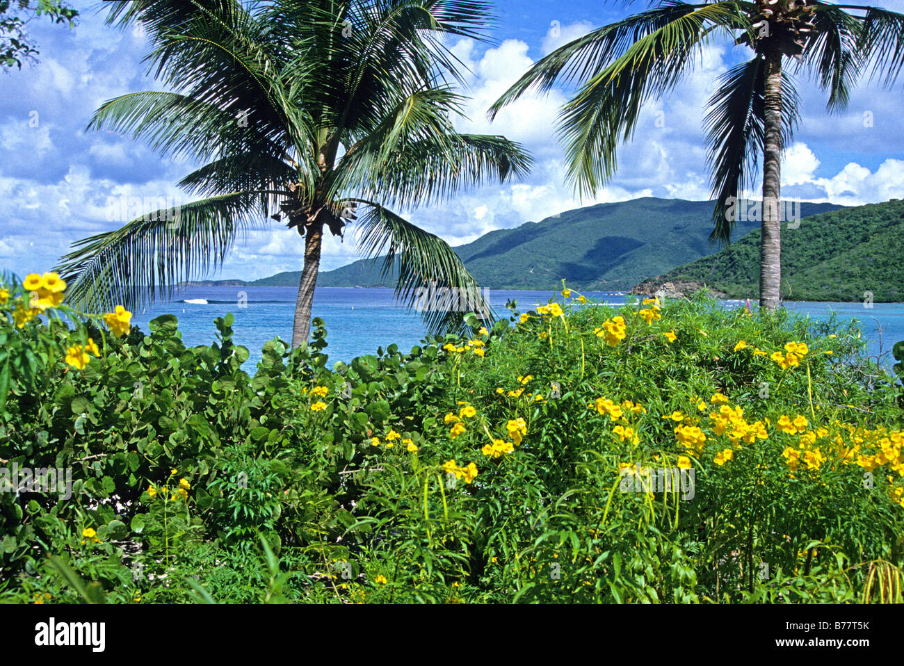 tropical vegetation Virgin Gorda Island Lesser Antilles Leeward Virgin ...