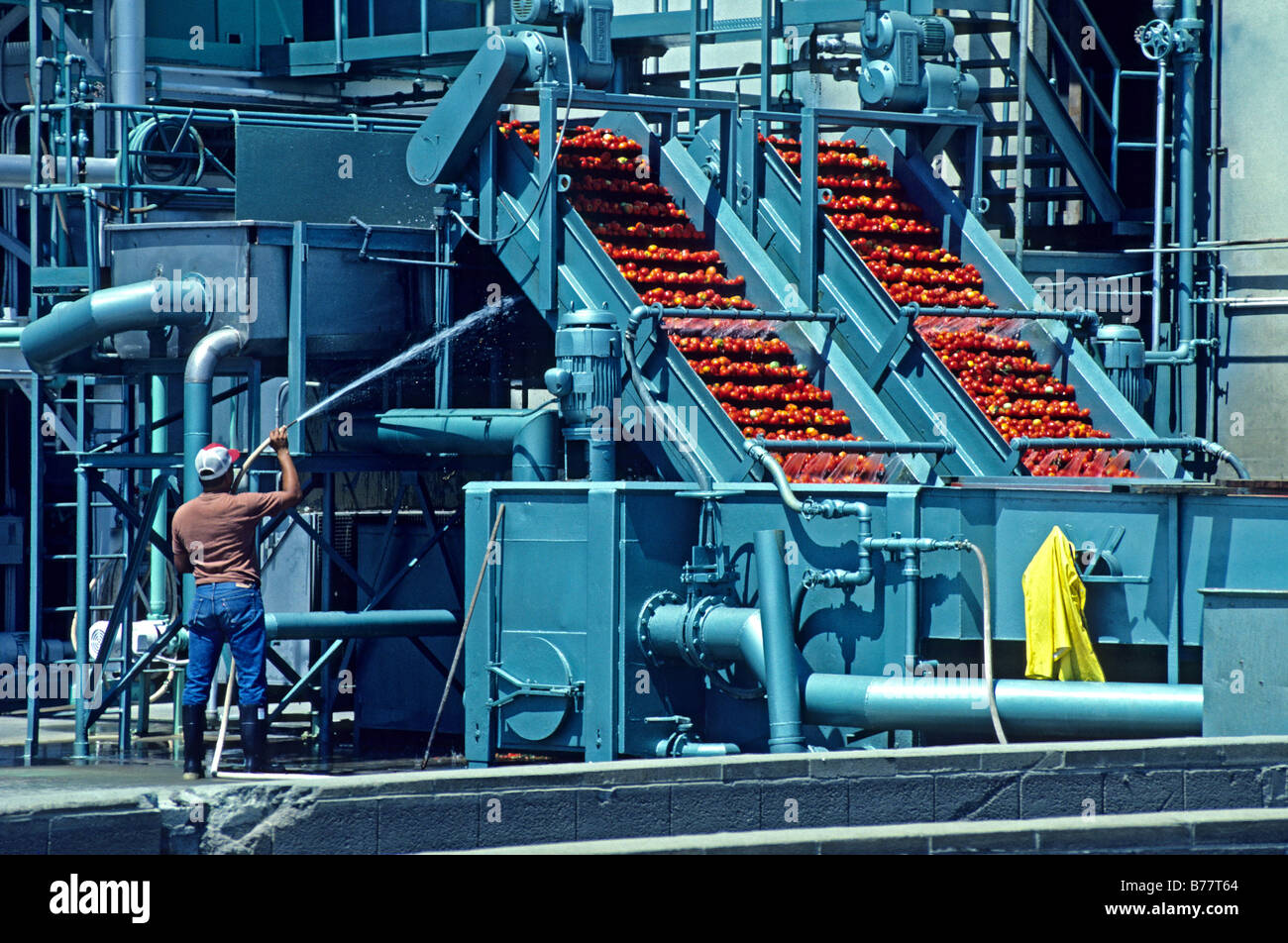 Man working processing tomatoes on conveyor belt,California Stock Photo ...
