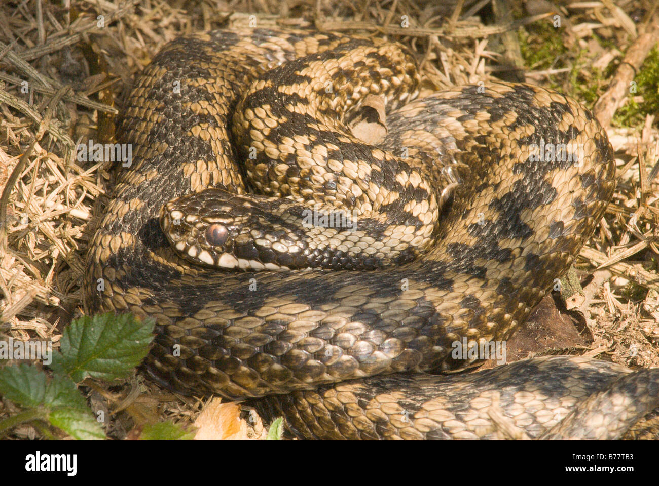 Adder Vipera berus female Stock Photo - Alamy