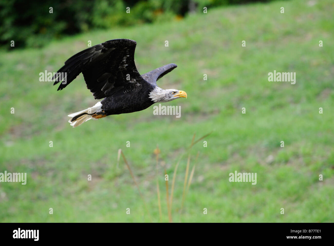 White-tailed Eagle, Sea Eagle or Erne (Haliaeetus albicilla), in flight ...
