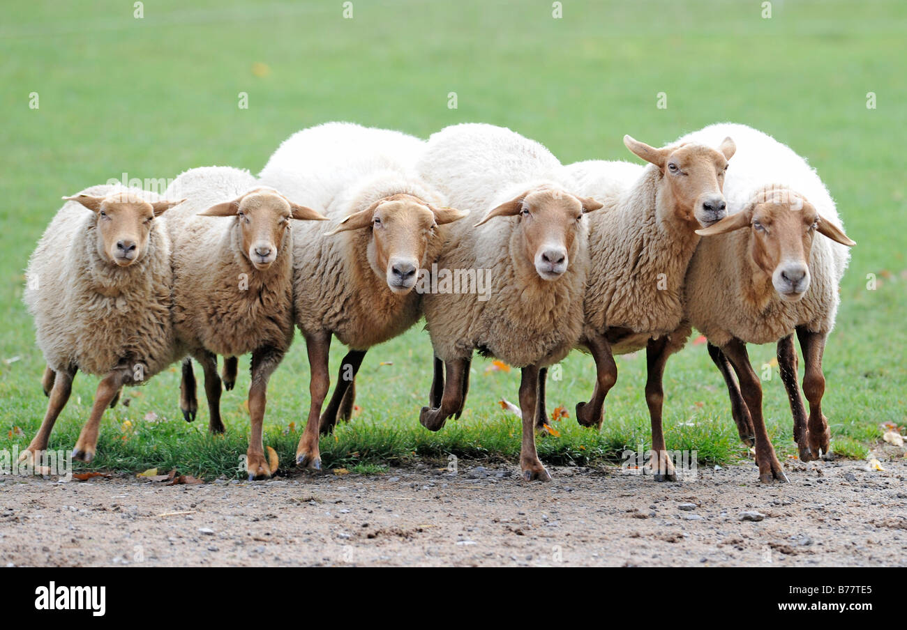 Mob of Coburg Fox Sheep (Ovis gmelini aries Stock Photo - Alamy