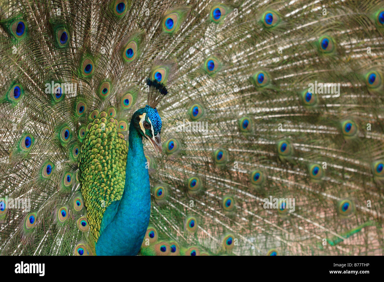 Peacock with feathers spread hi-res stock photography and images - Alamy