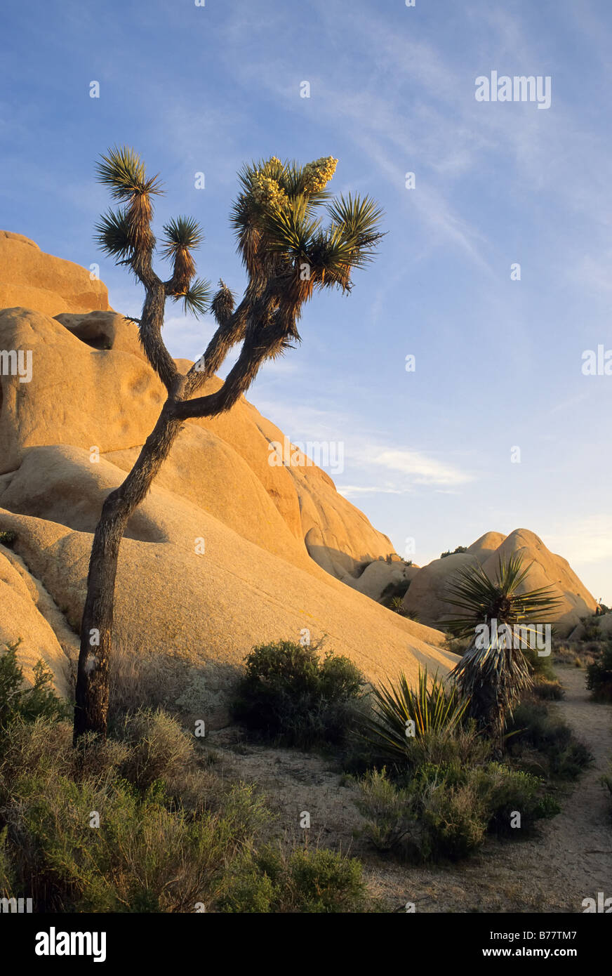 The desert vegetation hi-res stock photography and images - Alamy
