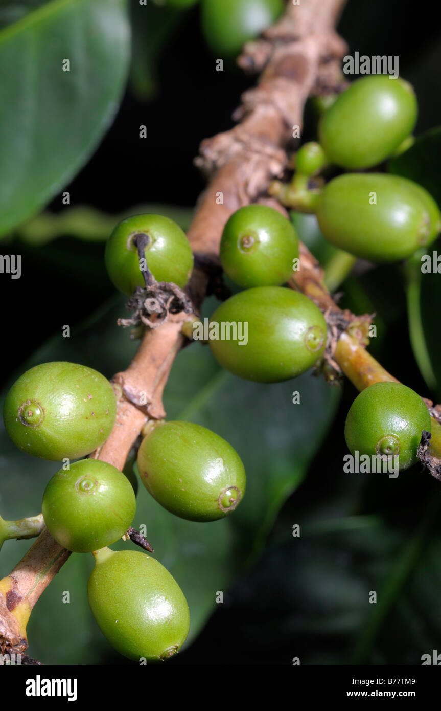 Coffee beans on an Arabic Coffee Tree (Coffea arabica Stock Photo - Alamy