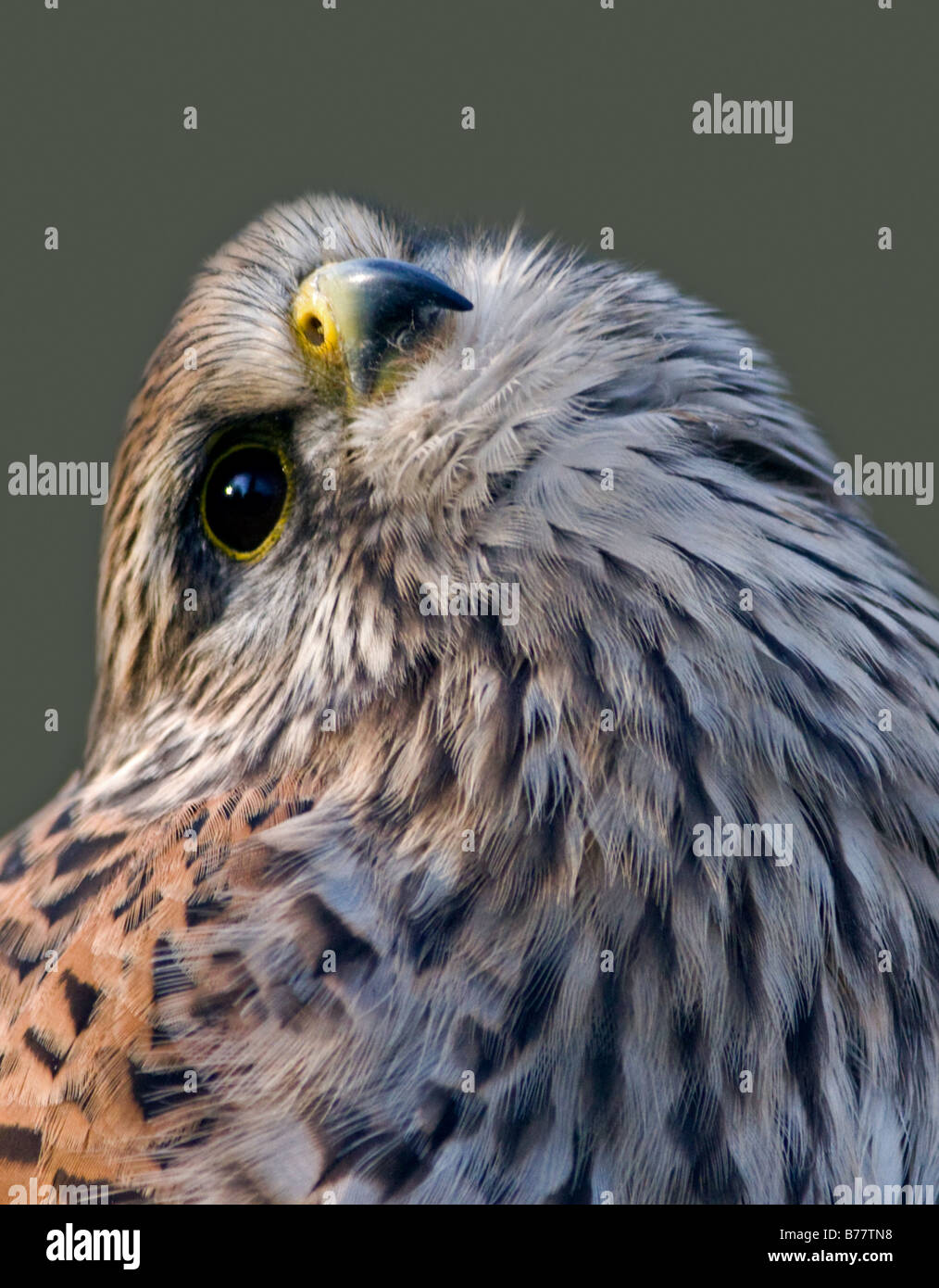 European Kestrel (Falcon tinnunculus Stock Photo - Alamy