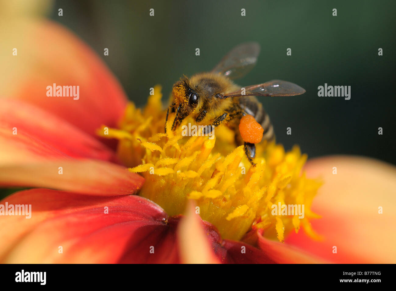 Wild bee collects pollen from hi-res stock photography and images - Alamy