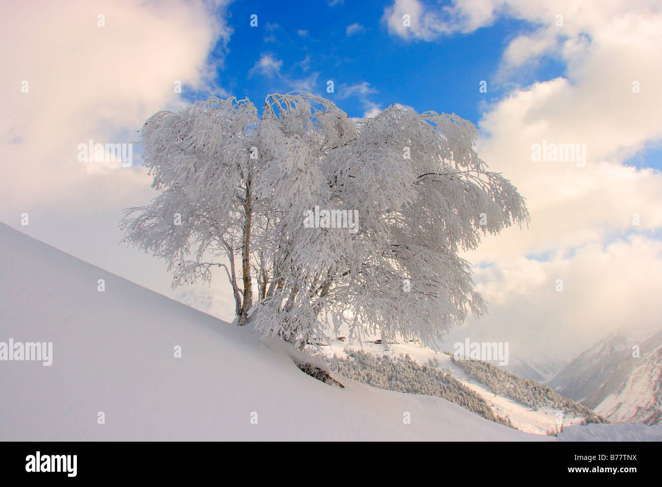 European White Birch Tree (Betula pendula) hoarfrost and snow covered ...