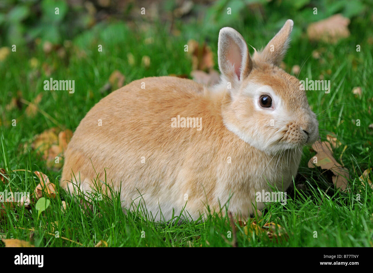 Dwarf rabbit on a meadow Stock Photo - Alamy
