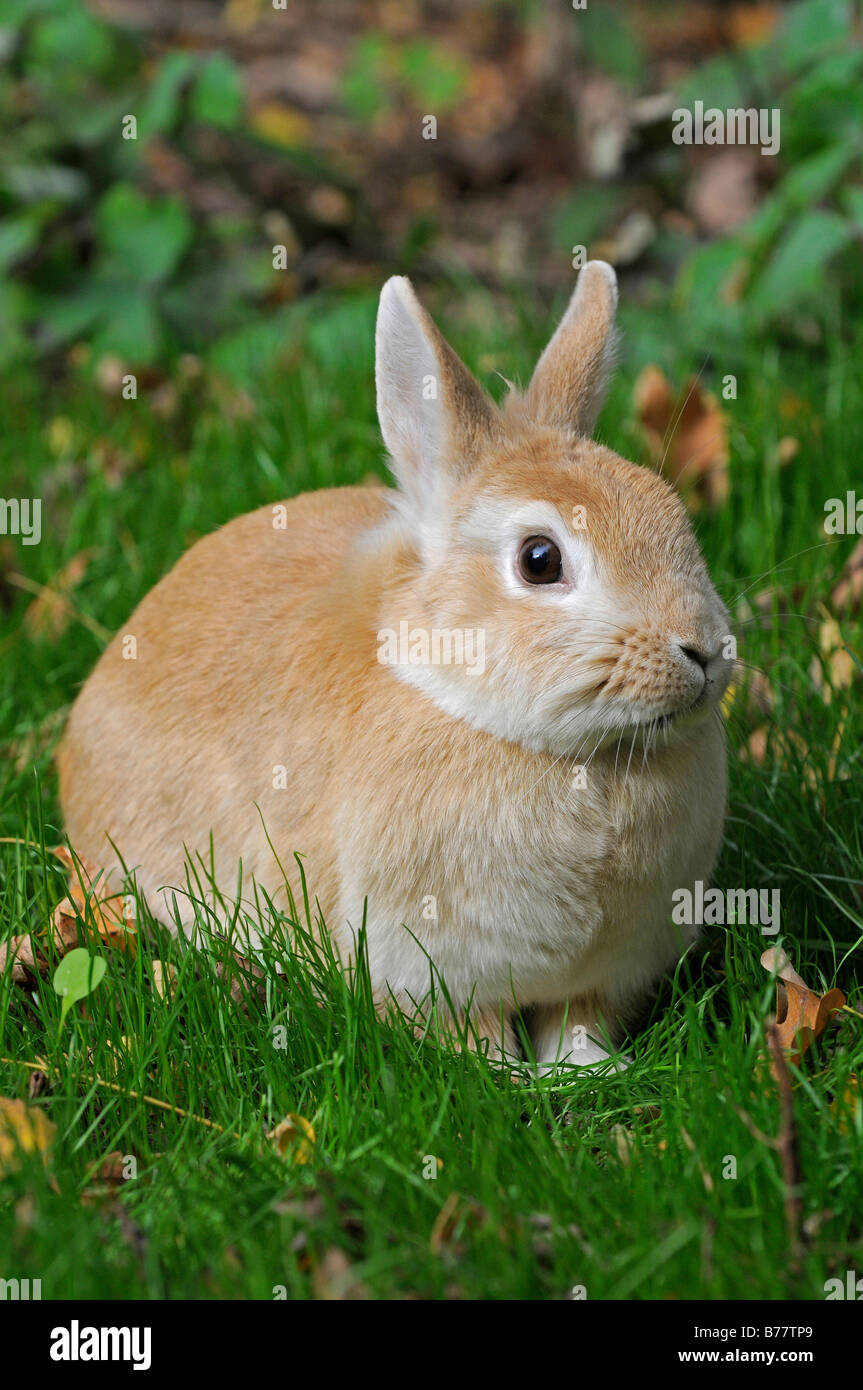 Rabbit on the meadow hi-res stock photography and images - Alamy
