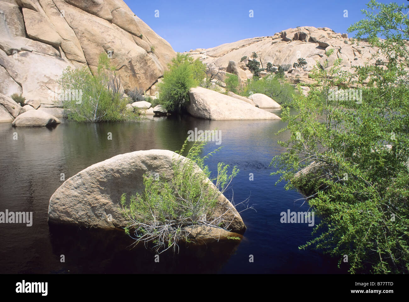 Barker Pond oasis in Joshua Tree National Park California Stock Photo ...