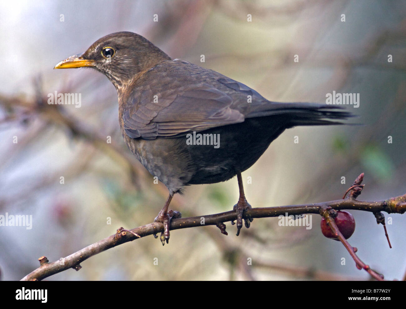 Female Blackbird (Turdus merula) in Crab Apple Tree (Malus Red Sentinel ...