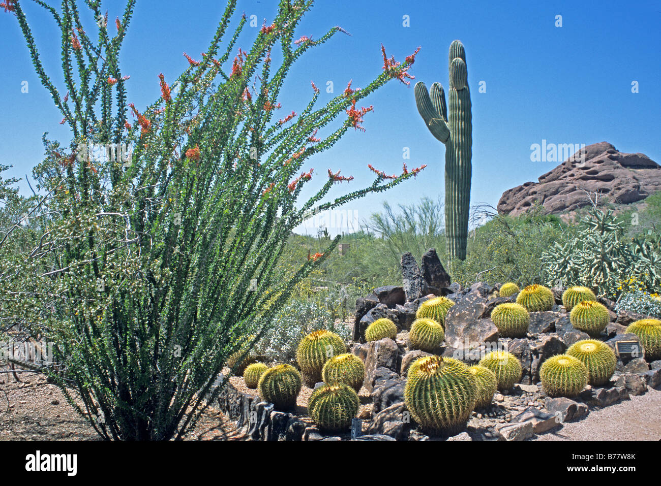 Cactus phoenix botanical garden arizona hi-res stock photography and ...