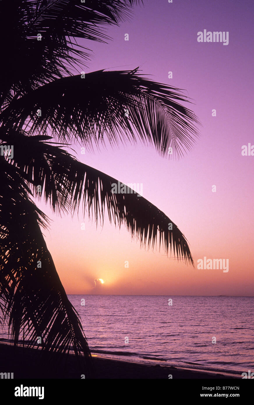 Sunset Purple Tree Photography