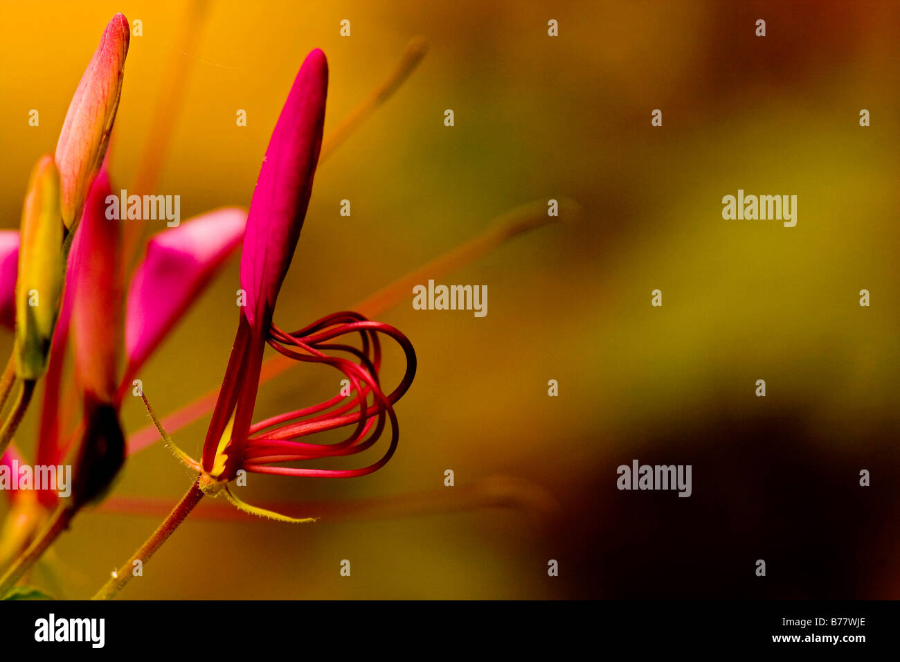 Variety of spider types hi-res stock photography and images - Alamy