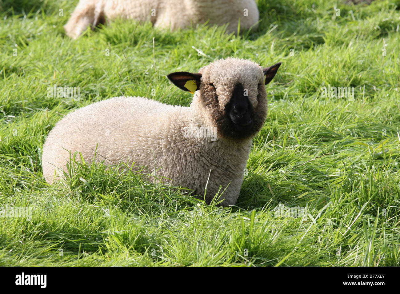 A sheep is lying in a meadow Stock Photo - Alamy