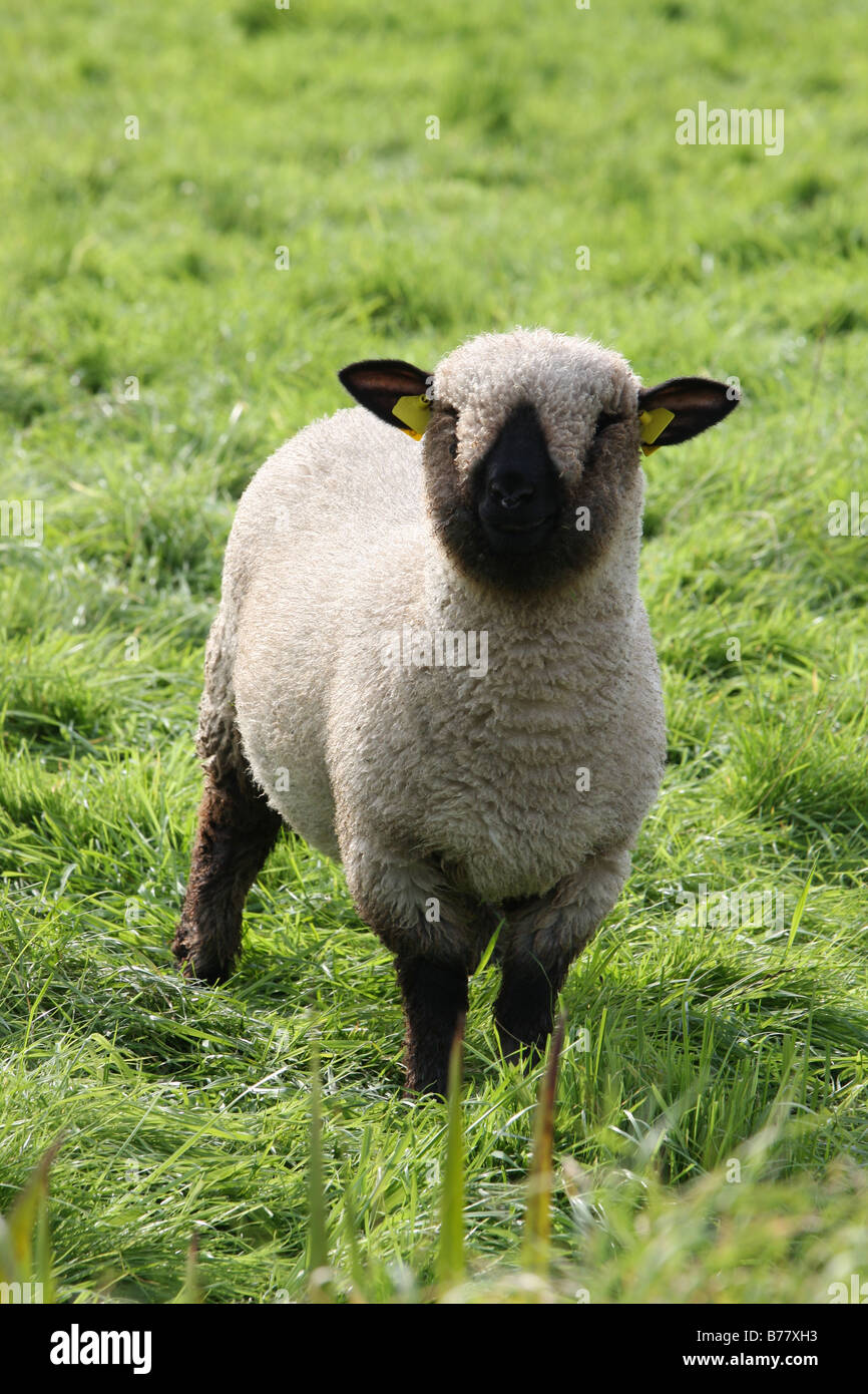 Sheep animal in farm land hi-res stock photography and images - Alamy