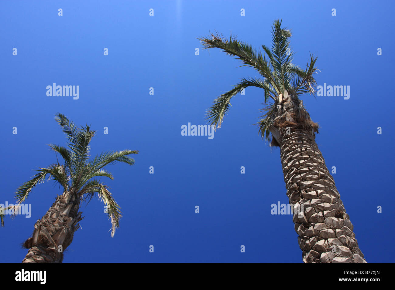 Two palmtrees hi-res stock photography and images - Alamy