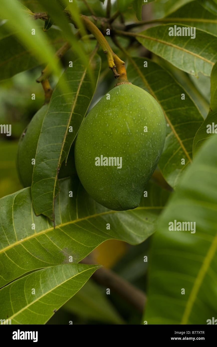 Green mango fruit growing on tree Stock Photo - Alamy