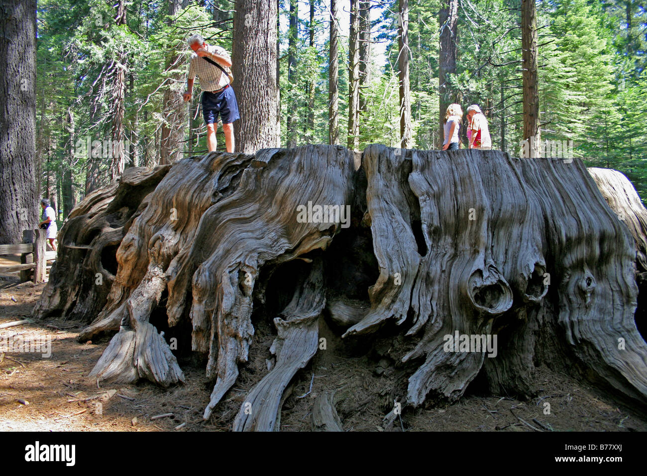People walking on The Discovery Tree giant sequoia stump in Calaveras ...