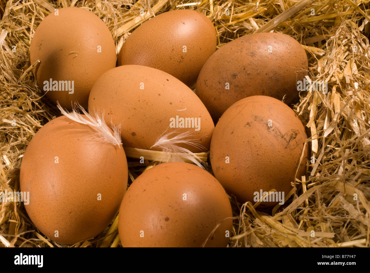 Free range eggs Stock Photo - Alamy