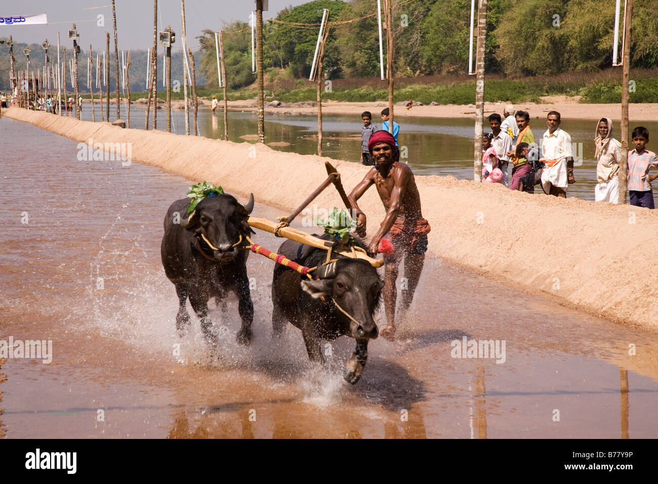 A man races a pair of buffaloes in a Kambala race in the Dakshina ...