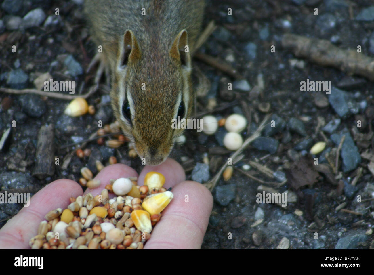 A curious chipmunk sniffs at a handful of corn and seeds to see if any ...
