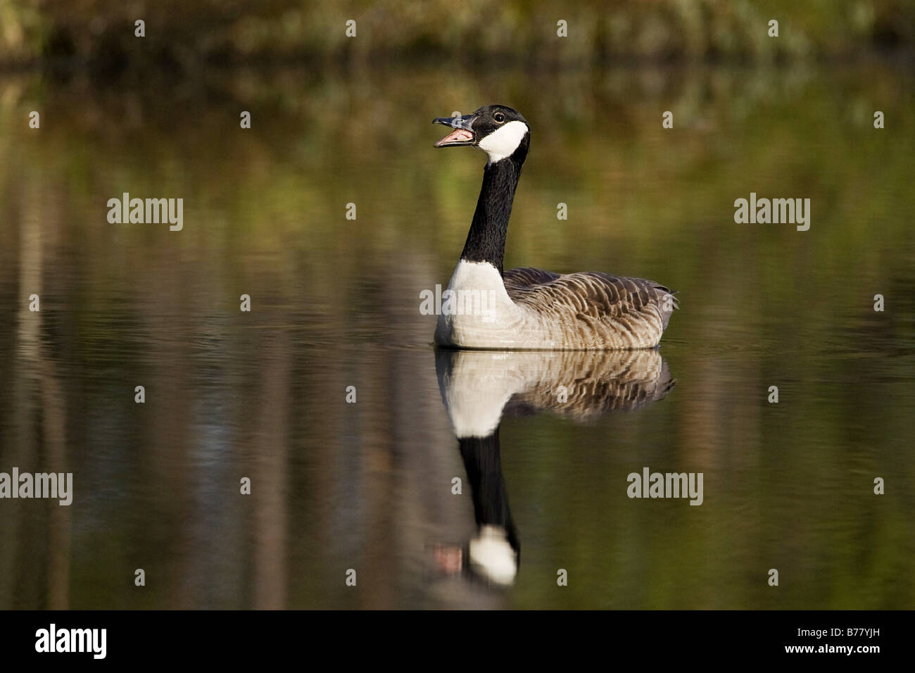 Haellefors hi-res stock photography and images - Alamy