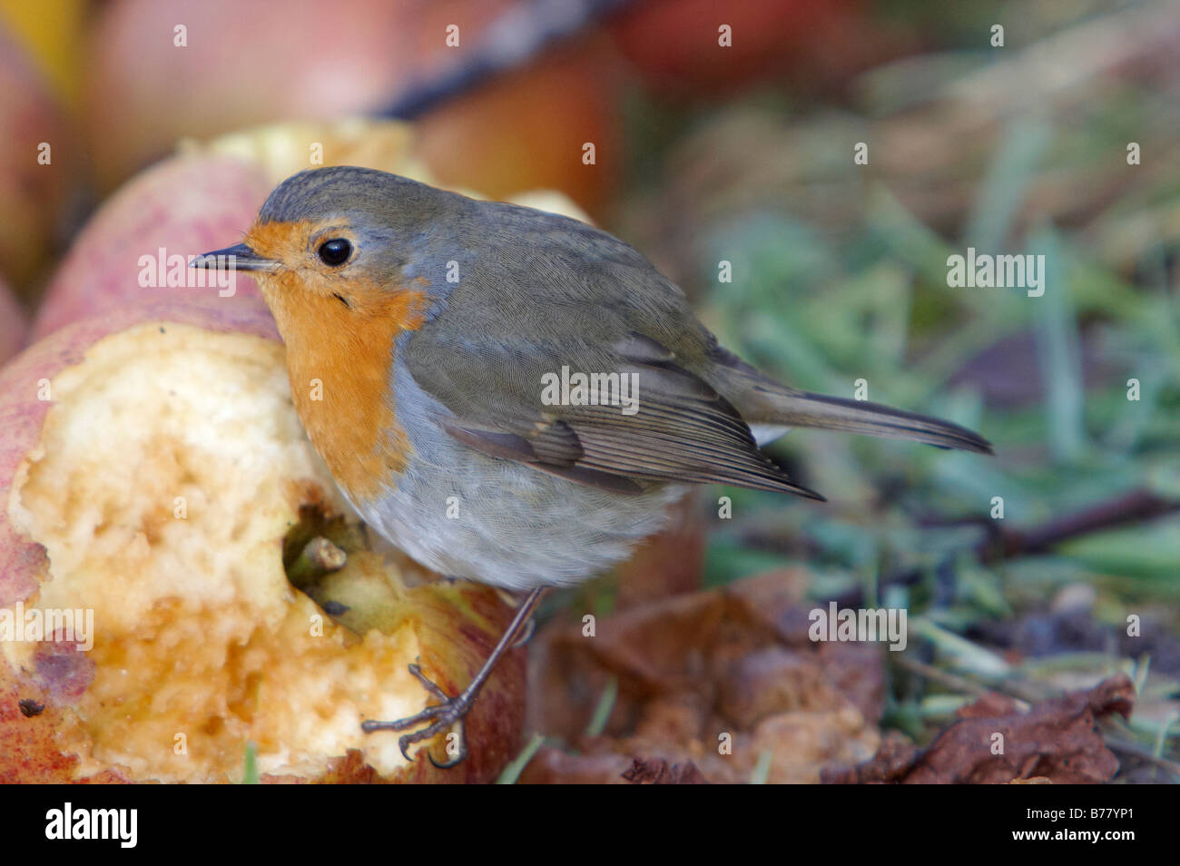 Robin feeding on rotten apples from uneconomic crop left on the ground ...