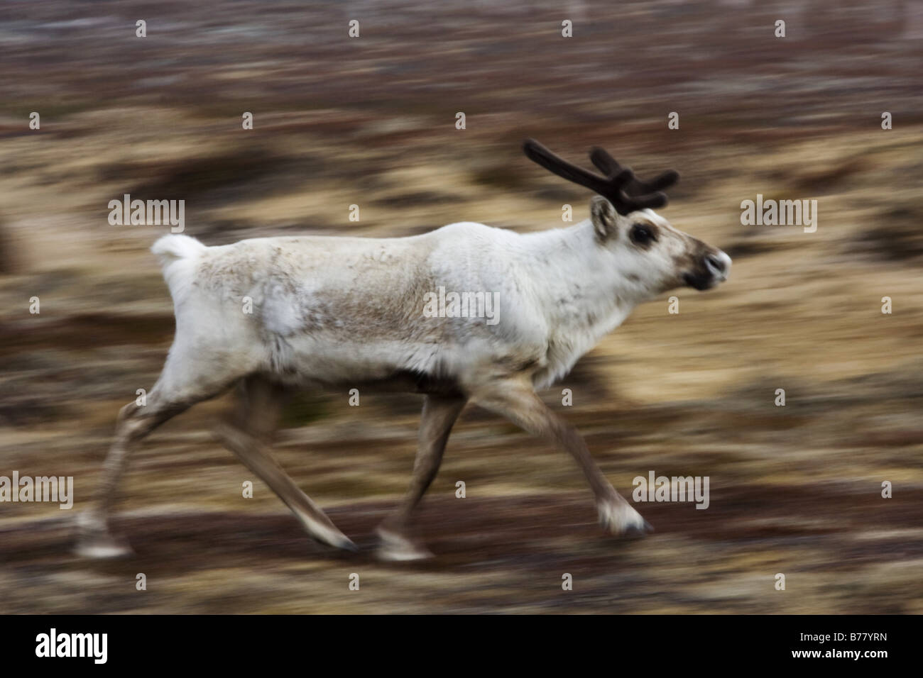 European reindeer, European caribou (Rangifer tarandus tarandus), male ...