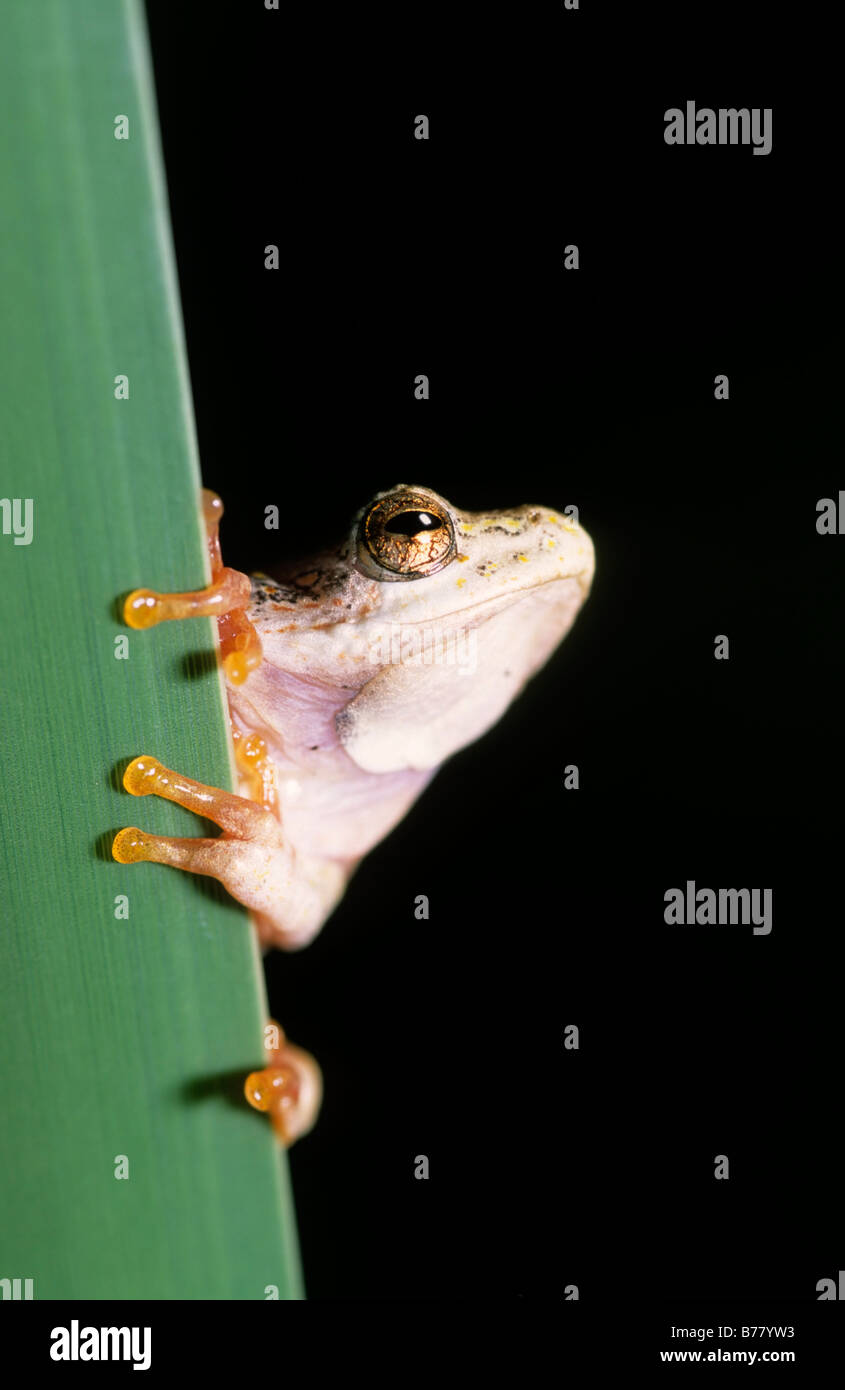 Spotted reed frog hi-res stock photography and images - Alamy
