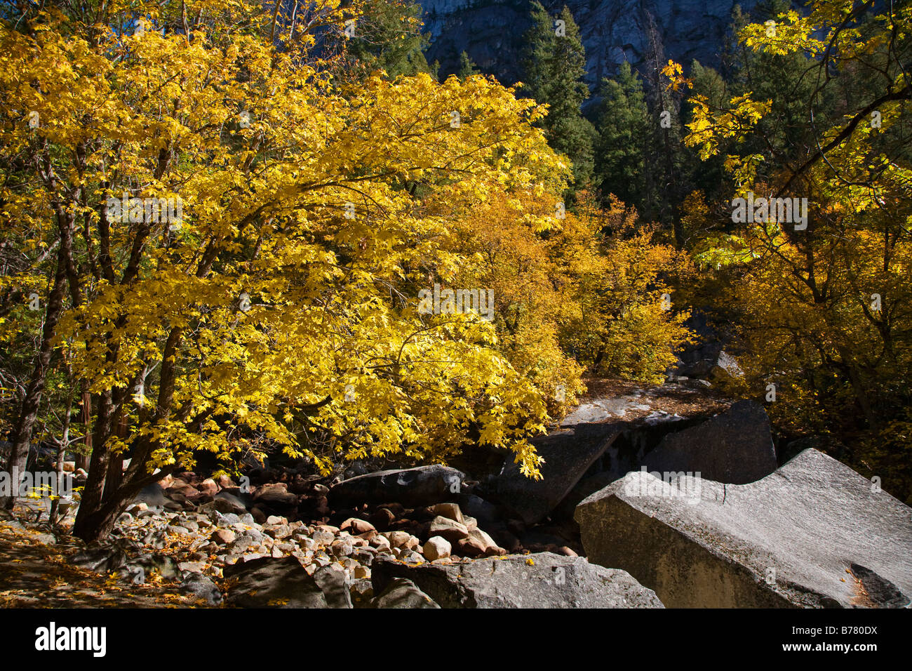 MAPLE TREES turn yellow in autumn in YOSEMITE VALLEY YOSEMITE NATIONAL ...