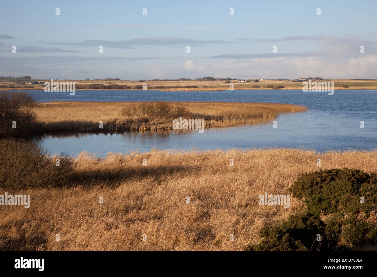 RSPB Strathbeg wetland Scottish Nature Reserve landscape, Britain's ...