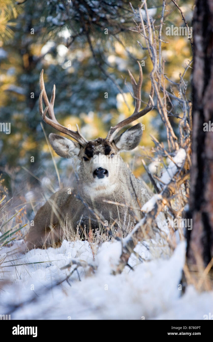 Big buck deer snow hi-res stock photography and images - Alamy