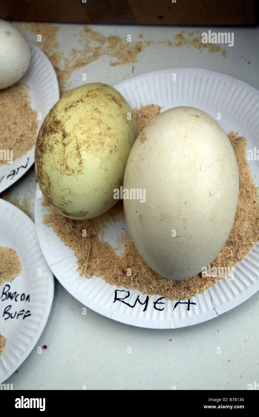 Rhea Bird Eggs