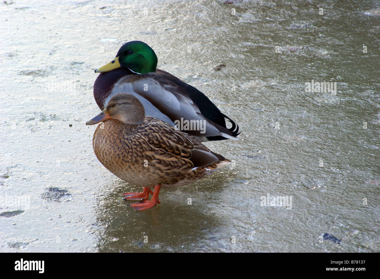 married couple of ducks on ice Stock Photo - Alamy