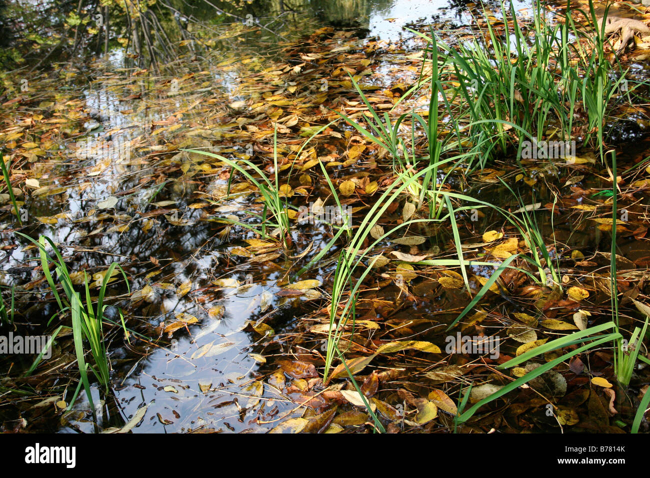 Autumn leaves fallen into a pool of clear, still water, with grasses ...