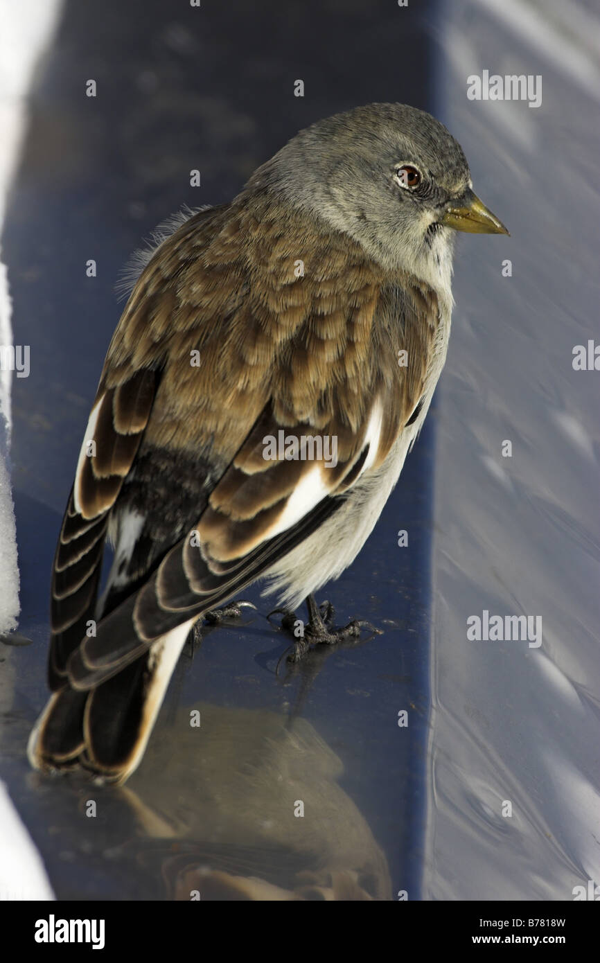 white-winged snow finch (Montifringilla nivalis), portrait, Switzerland ...
