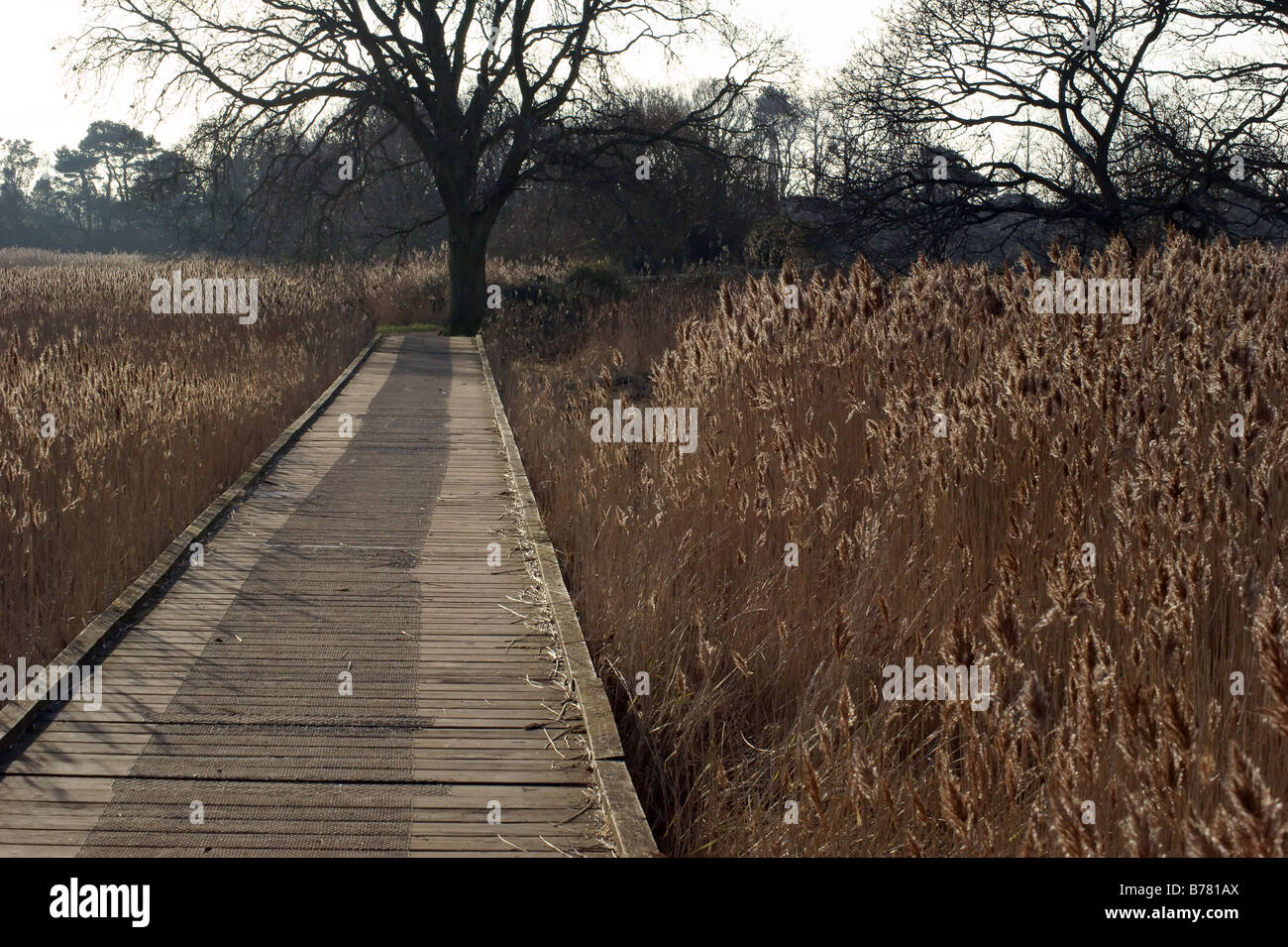 boardwalk board walk reeds golden tree landscape Stock Photo - Alamy