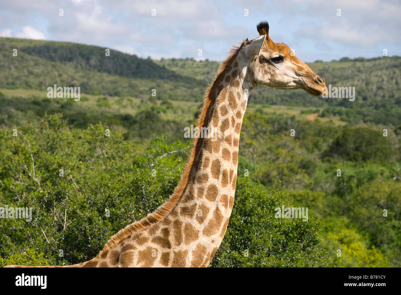 close up of giraffes head and neck profile Stock Photo - Alamy